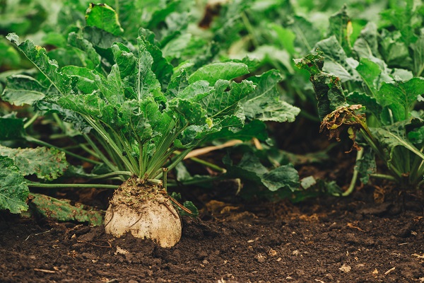 Club Cultures - Produire la betterave sucrière de demain